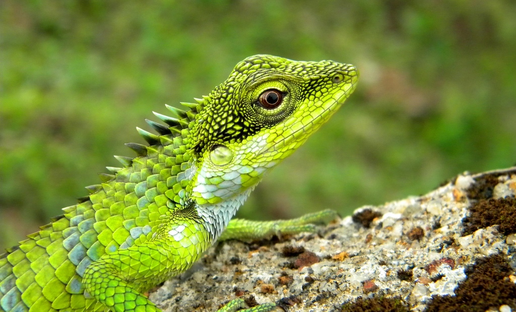 Large Scaled Forest Lizard from Ponmudi Hill Station, Ponmudi, Kerala ...