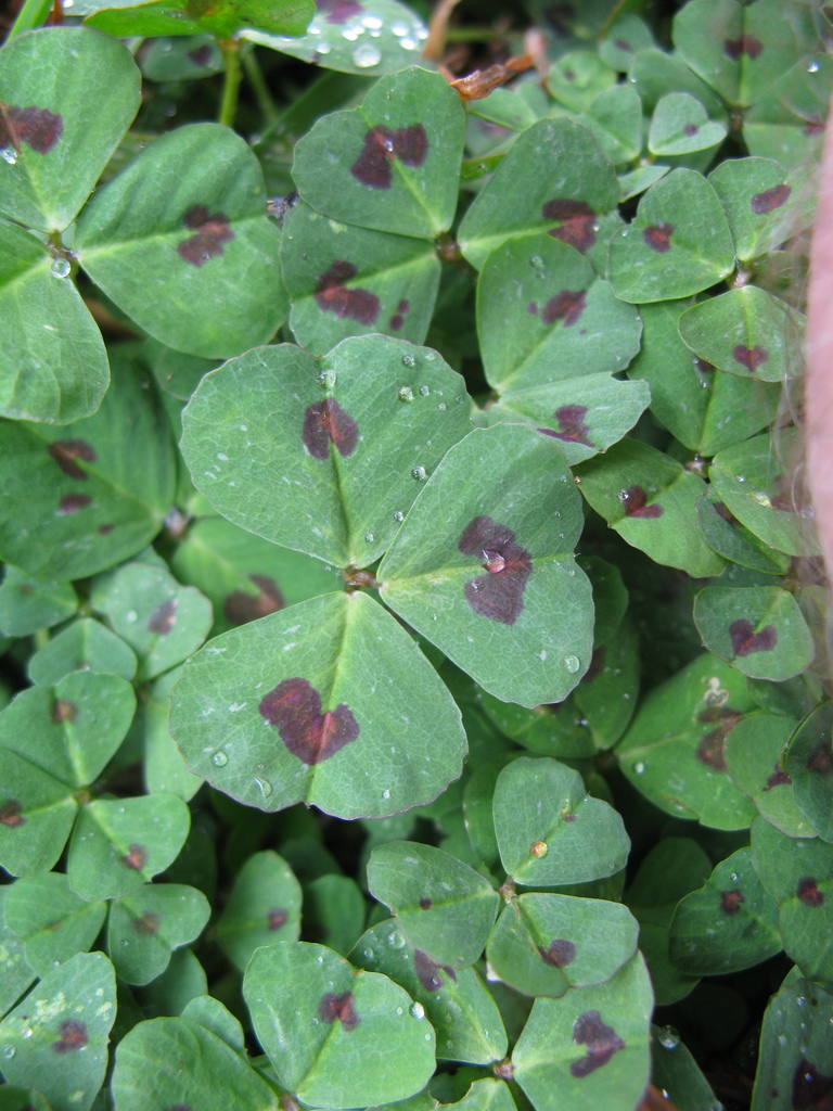 Spotted medick (Brandeis University - Flowering Plants: Trees, Shrubs ...