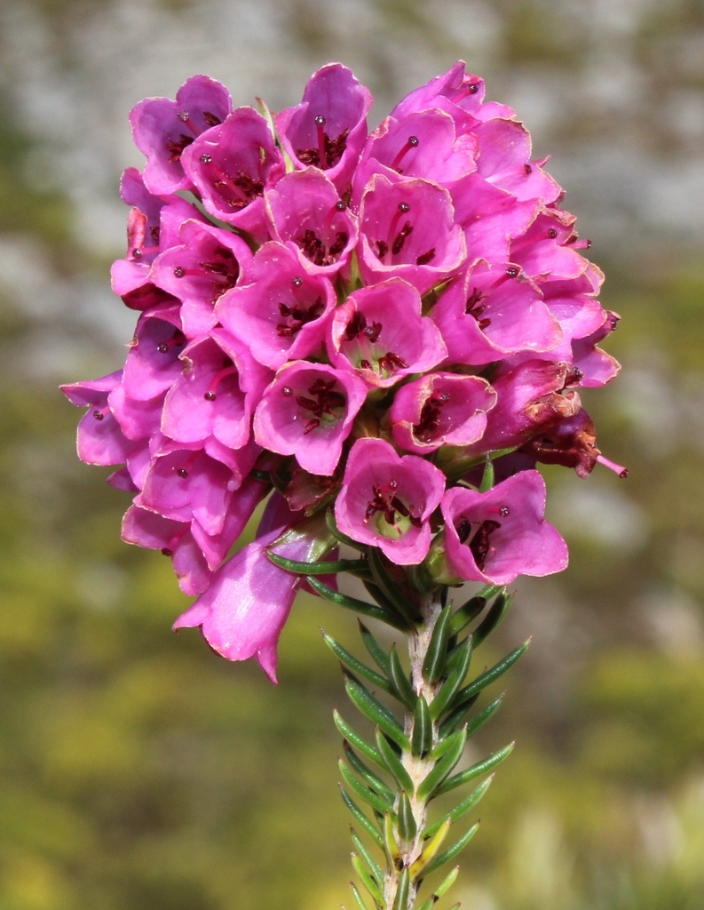 Erica abietina constantiana (Peninsula Sandstone Fynbos) · iNaturalist NZ