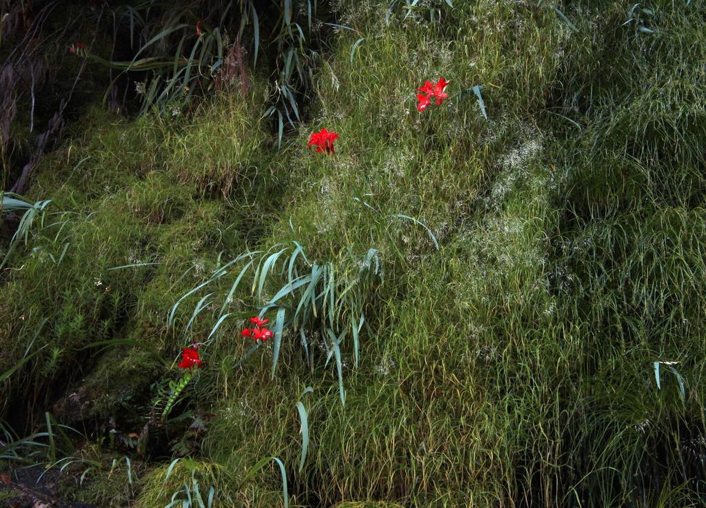 Waterfall lily from Middagbergkloof Kleindrakenstein: Hawequas Nature ...
