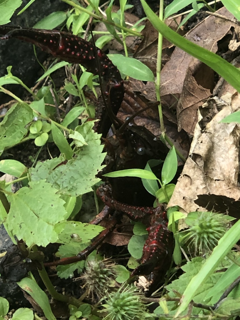 Red Swamp Crayfish from Old Welsh Rd, Huntingdon Valley, PA, US on ...