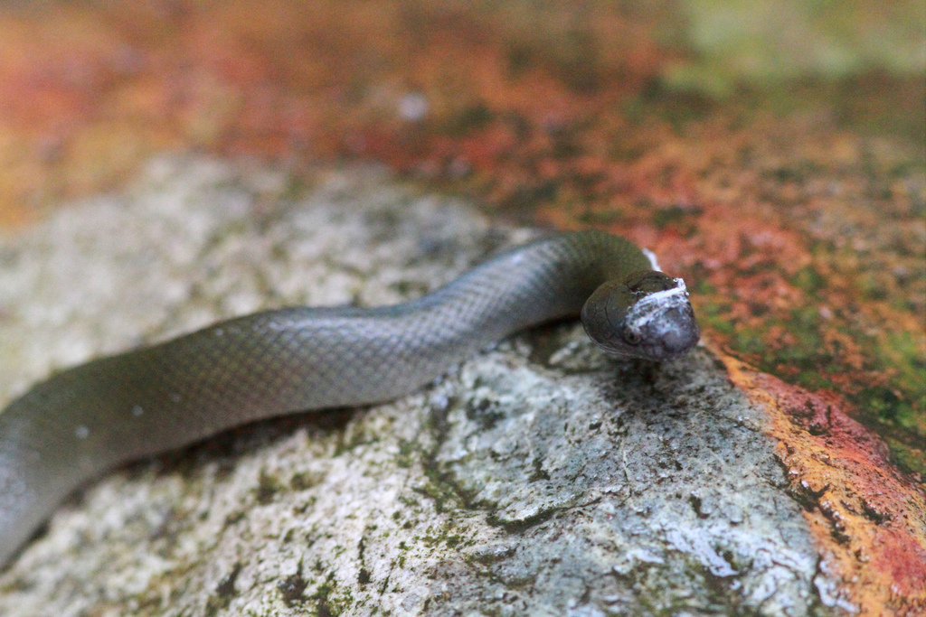 Olive Snake from Greyton Nature Reserve on December 24, 2012 by Stuart ...