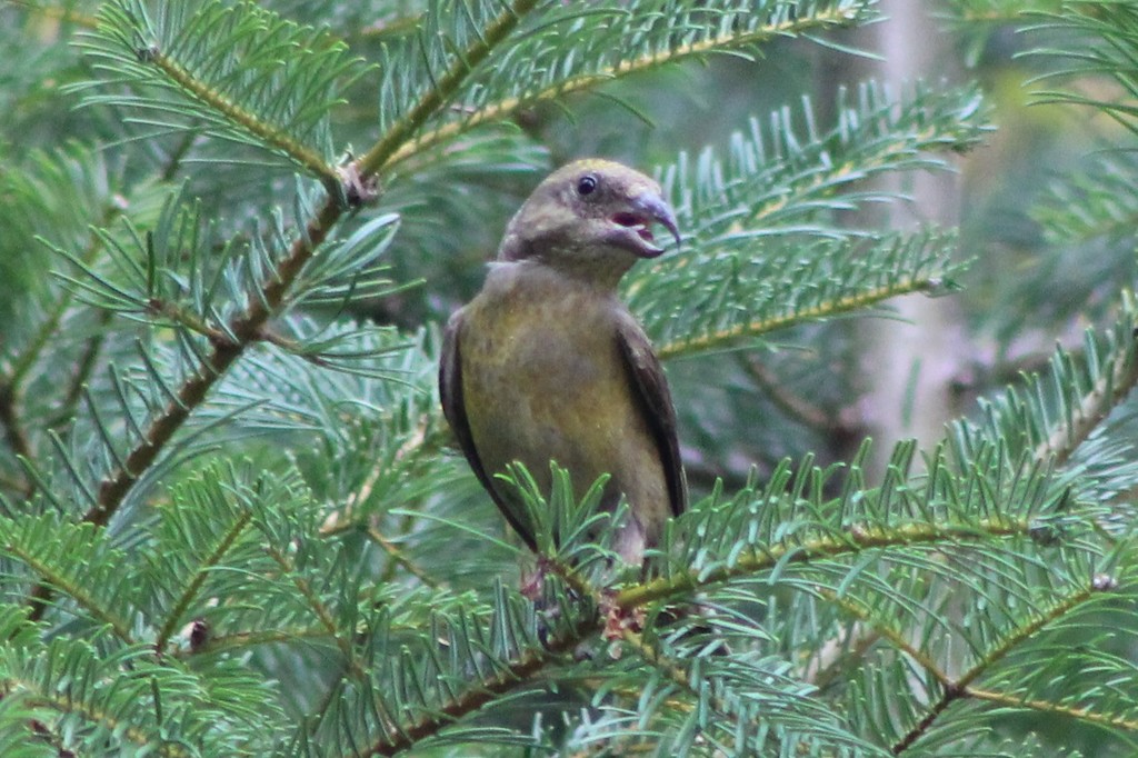 Ponderosa Pine Crossbill from Union County, OR, USA on August 14, 2021 ...