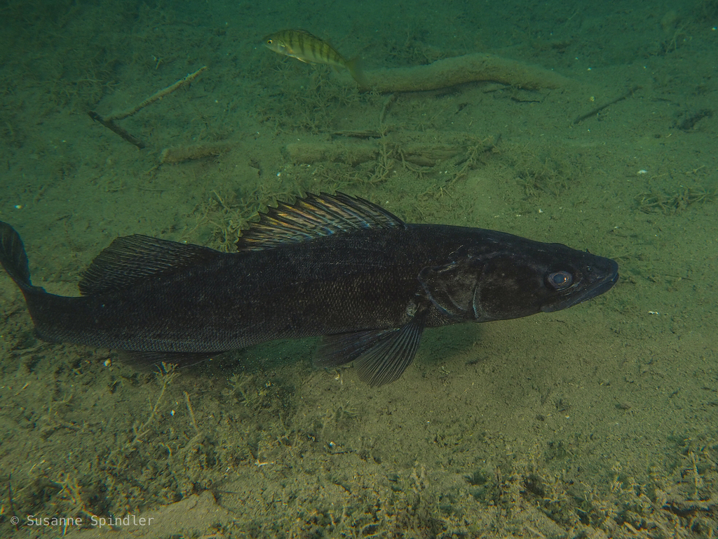 Zander (Aquatic Invasive Species in Alberta) · iNaturalist