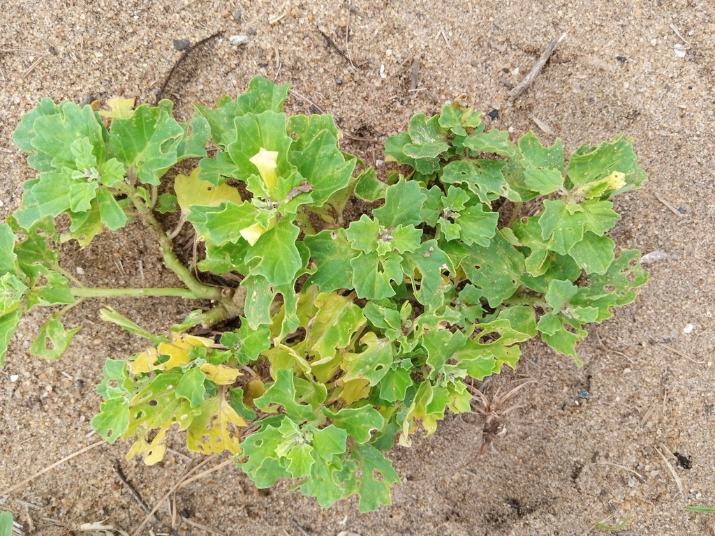 Large Caltrops from 88XH+HW, Cotonou, Bénin on August 21, 2021 at 06:09 ...