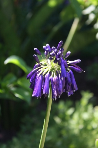 Subspecies Agapanthus inapertus pendulus · iNaturalist