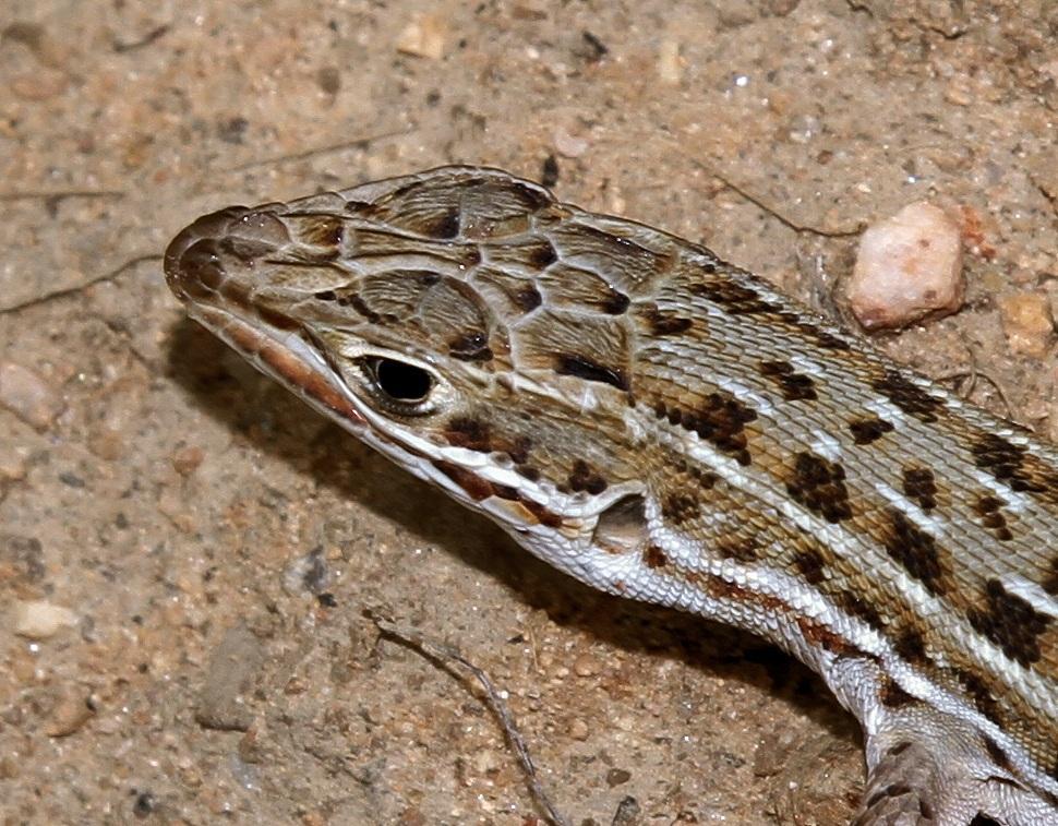 Common Rough-scaled Lizard from Wild Rivers Private Nature Reserve: Dry ...