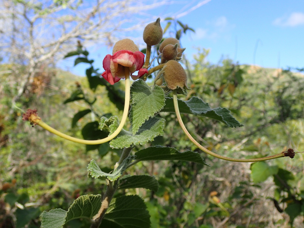 (Helicteres carthagenensis) - Botanical Realm