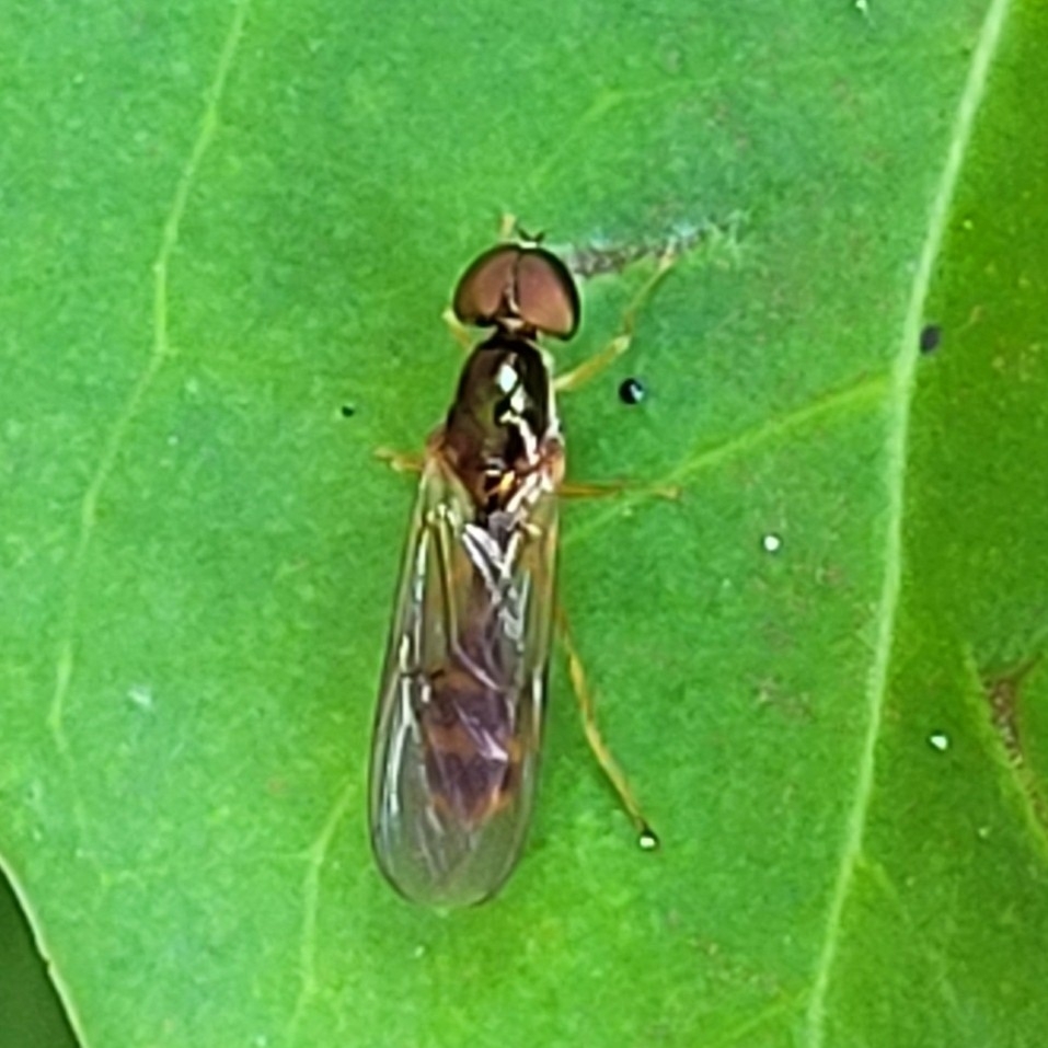 Sargus fasciatus in August 2021 by Toga · iNaturalist