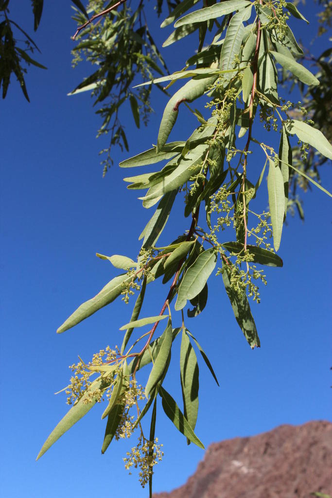 White Karee (Searsia pendulina) (Searsia in southern Africa) · iNaturalist