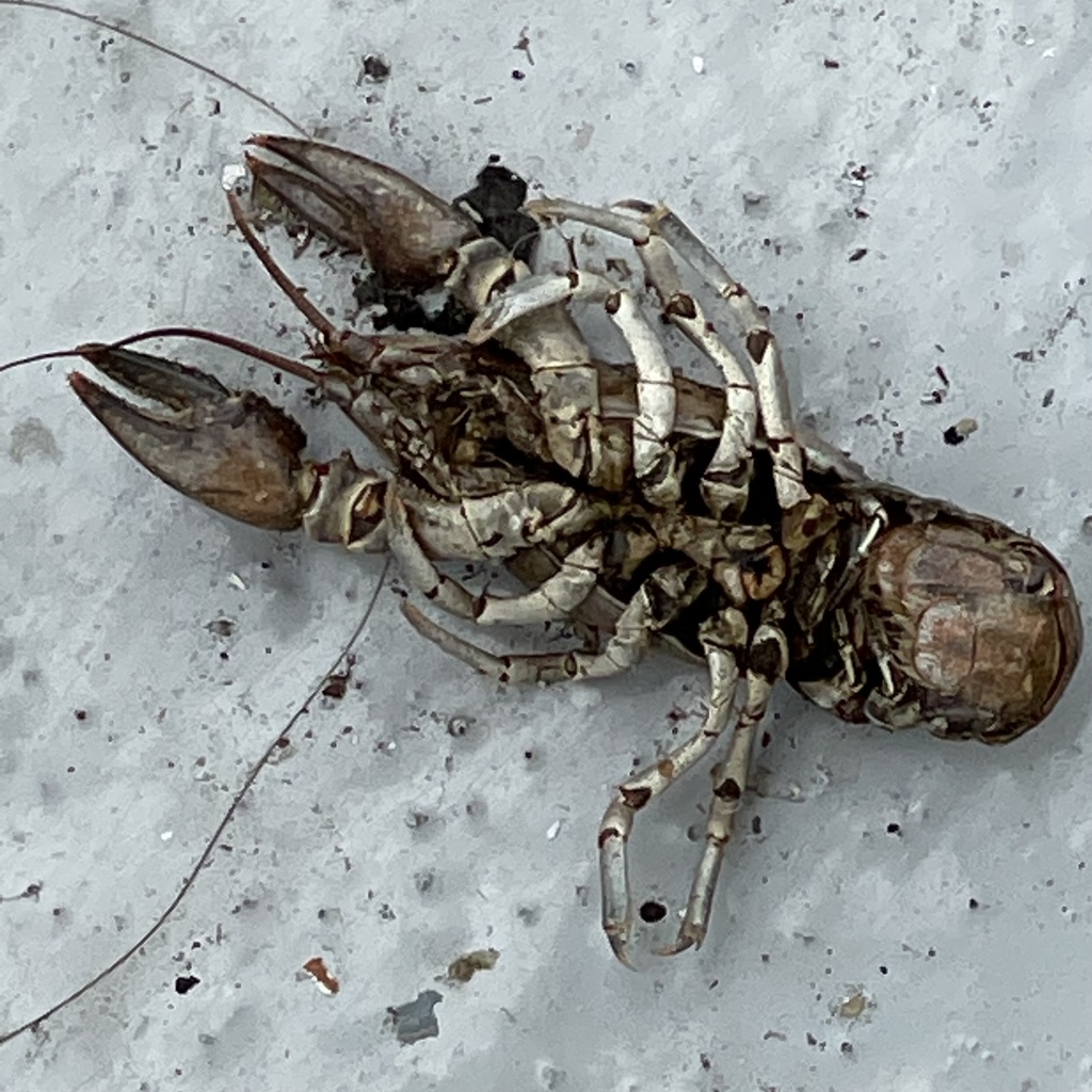 Virile Crayfish from Mississippi River, Saint Paul, MN, US on August 21 ...