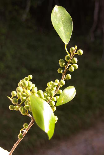 Ficus thonningii (Flowering plants of Botswana) · iNaturalist
