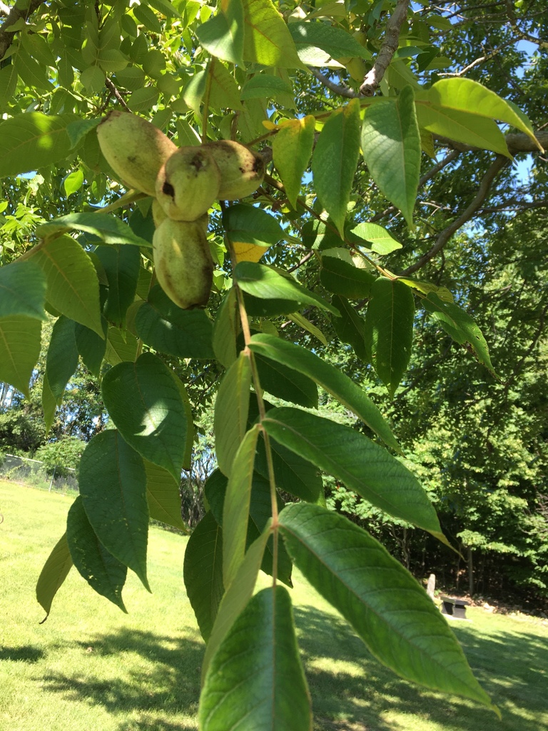 Butternut from Maple Dr, Sister Bay, WI, US on August 15, 2021 at 10:03 ...