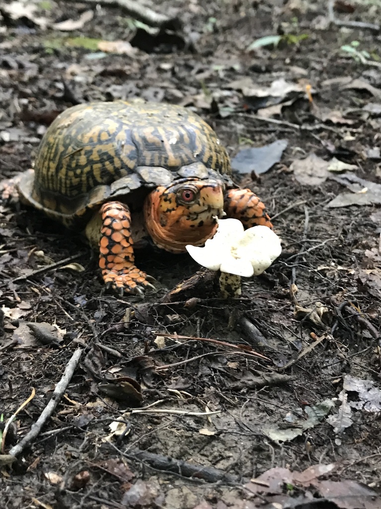 Eastern Box Turtle in August 2021 by geckobrah · iNaturalist