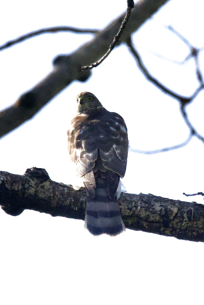 Sharp-shinned Hawk from Fort McMurray, AB, Canada on August 21, 2021 at ...