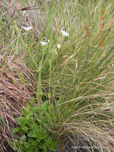 Afroaster pleiocephalus · iNaturalist