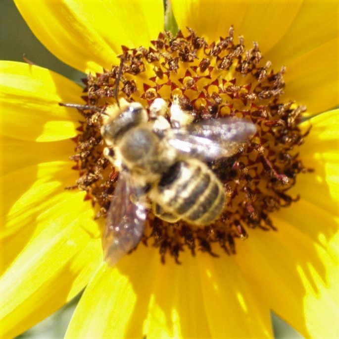 Leafcutter, Mortar, and Resin Bees in August 2021 by Elliott Gordon ...