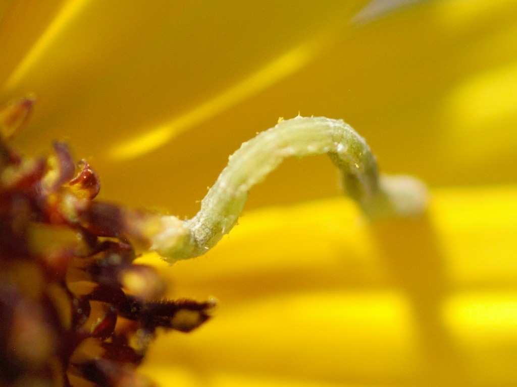 Pug Moths in August 2021 by Elliott Gordon · iNaturalist