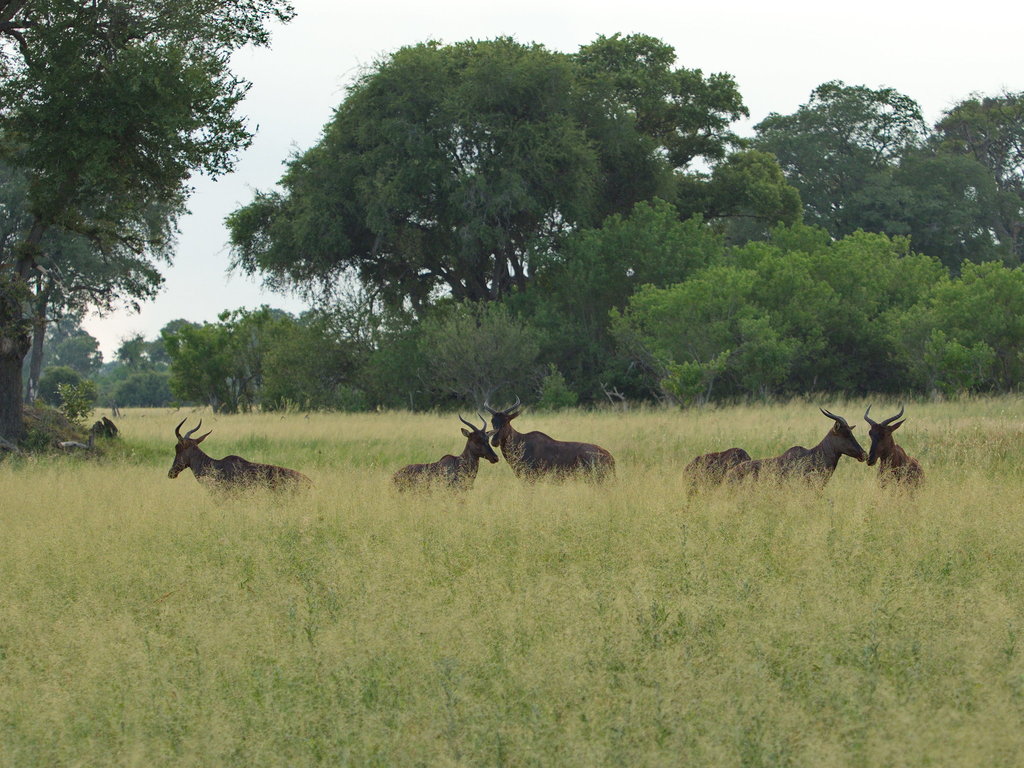 Common Tsessebe from Ngamiland North, Botswana on February 28, 2019 at ...