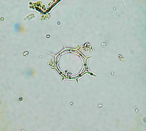 Octactis octonaria from Santa Cruz, CA, USA on August 20, 2021 at 01:16 ...