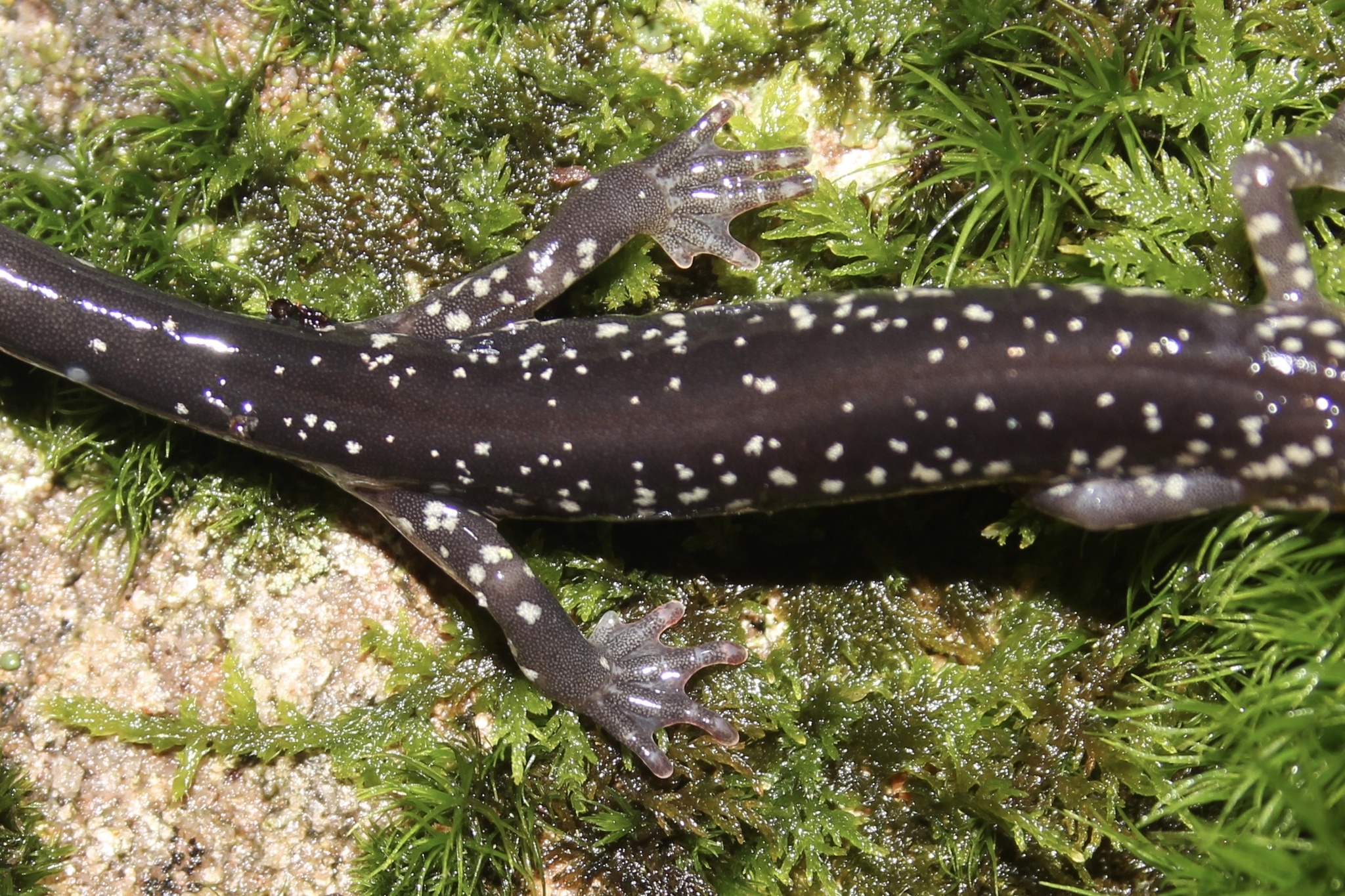 Plethodon punctatus Highton, 1972