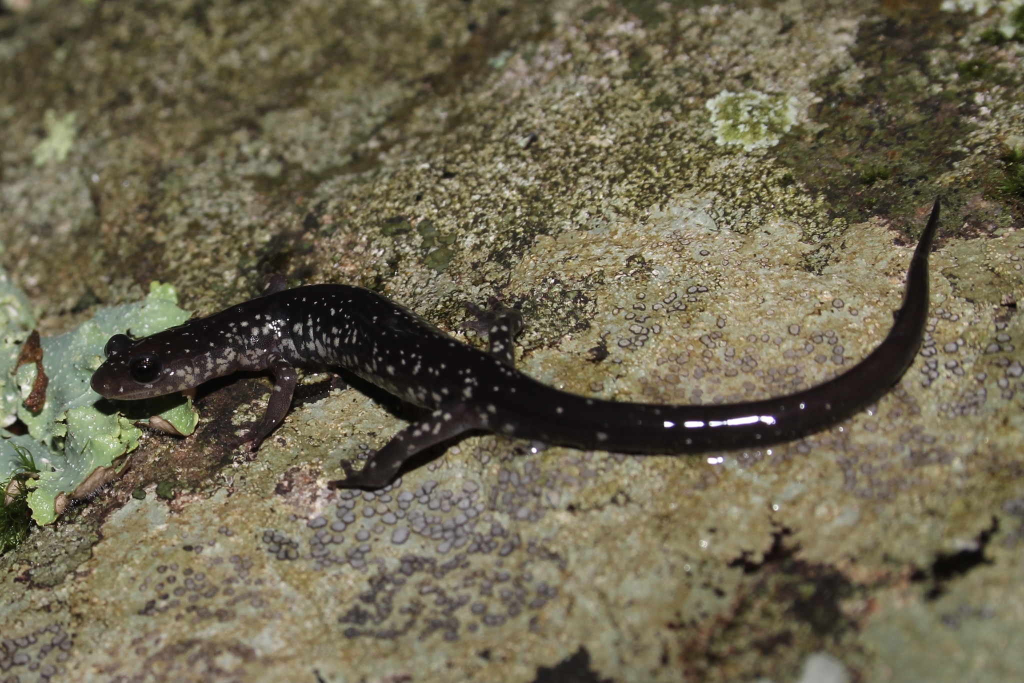 Plethodon punctatus Highton, 1972