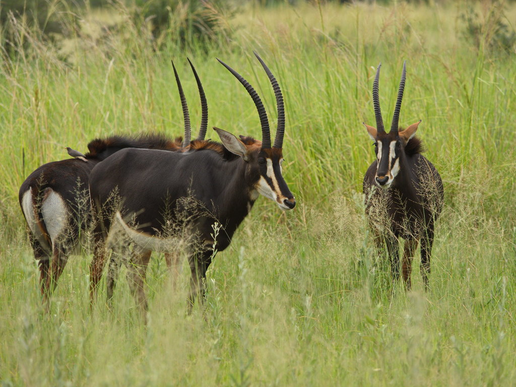 Southern Sable Antelope from Ngamiland North, Botswana on February 28 ...