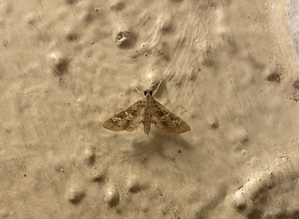 Salvinia Stem Borer Moth from Ponte Vedra Beach, FL 32082, USA on June ...