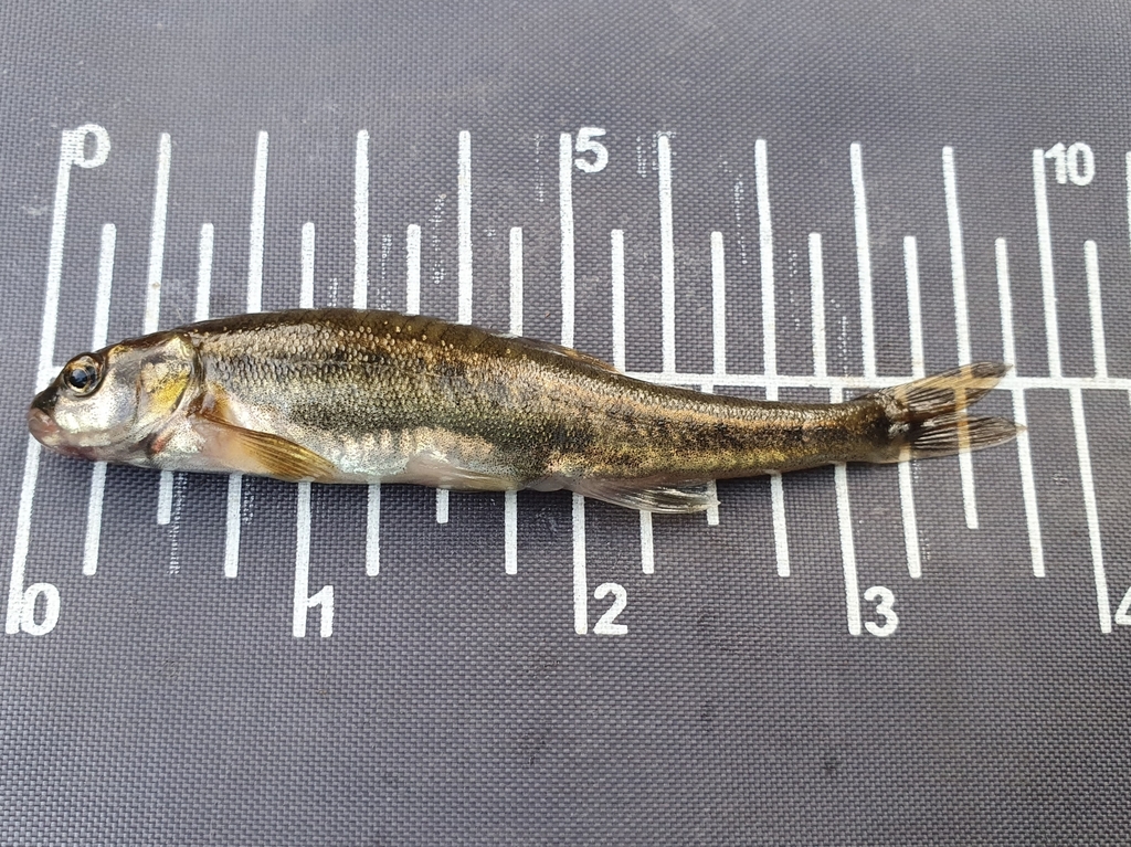 European Minnow from 83960 Lieksa, Suomi on August 21, 2021 at 06:31 PM ...