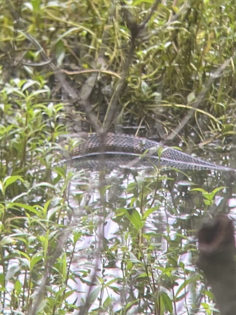 Snakes from Cape Hatteras National Seashore, Frisco, NC, US on August ...