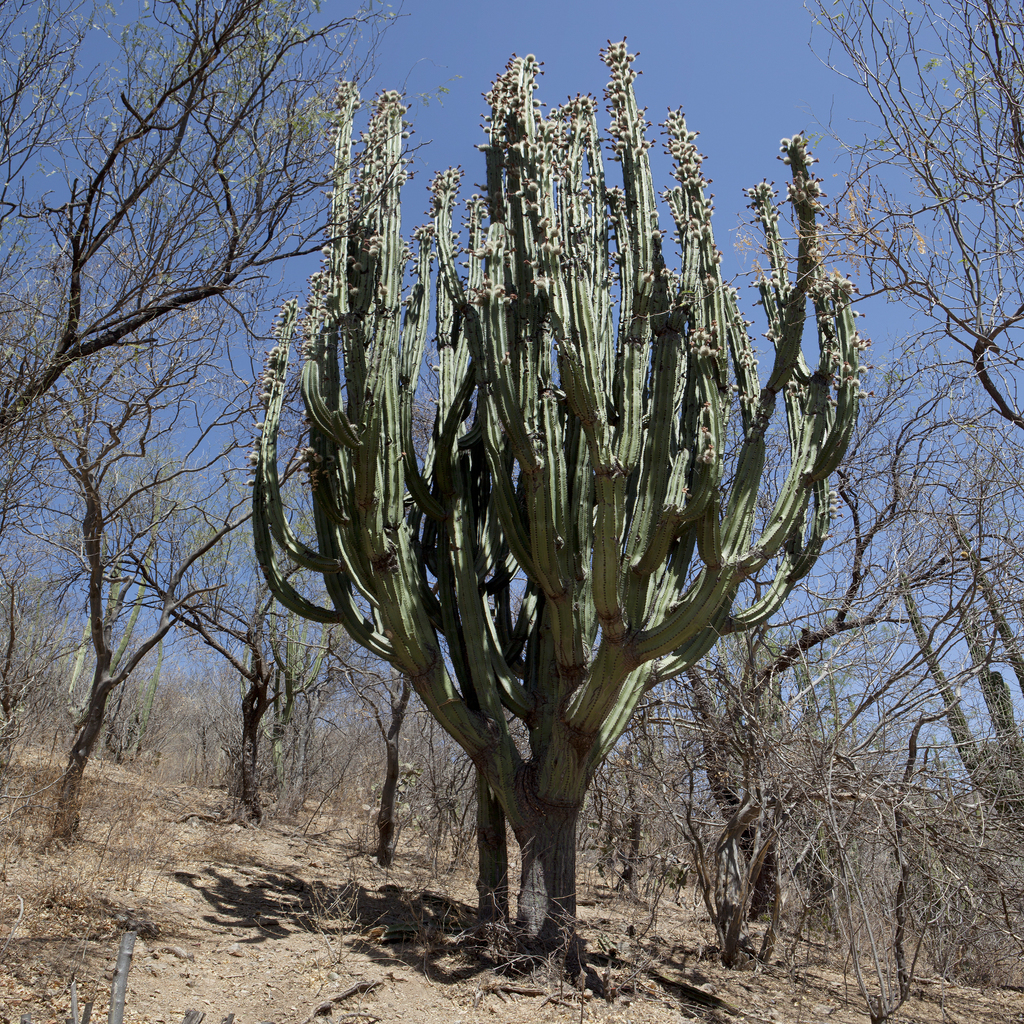 Selva Seca Subtropical de Transición Sonorense-Sinaloense – Pangea