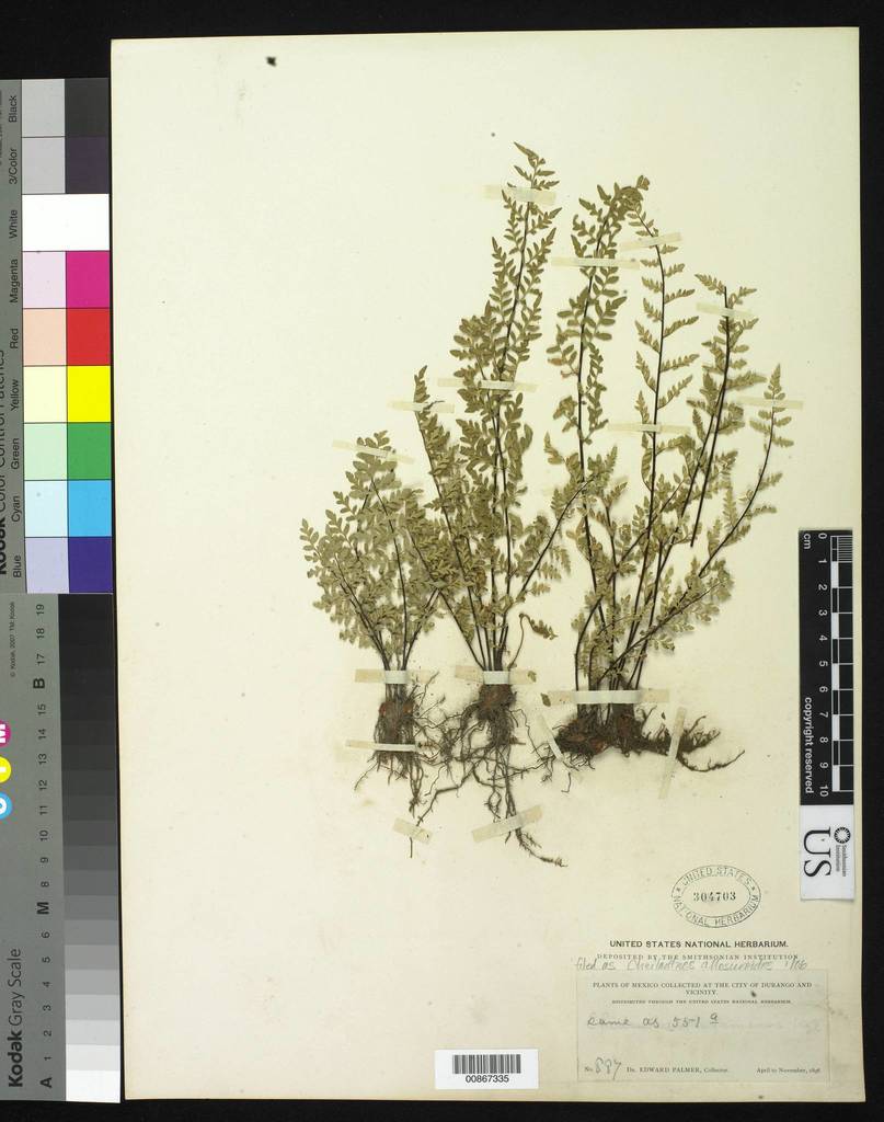 Cheilanthes allosuroides (Flora del Parque Estatal Sierra de ...