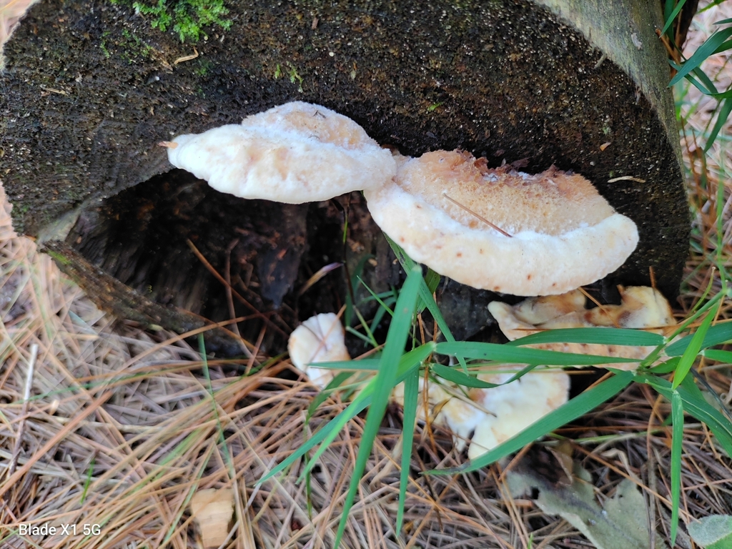 brown-staining cheese polypore from Starke County, US-IN, US on August ...