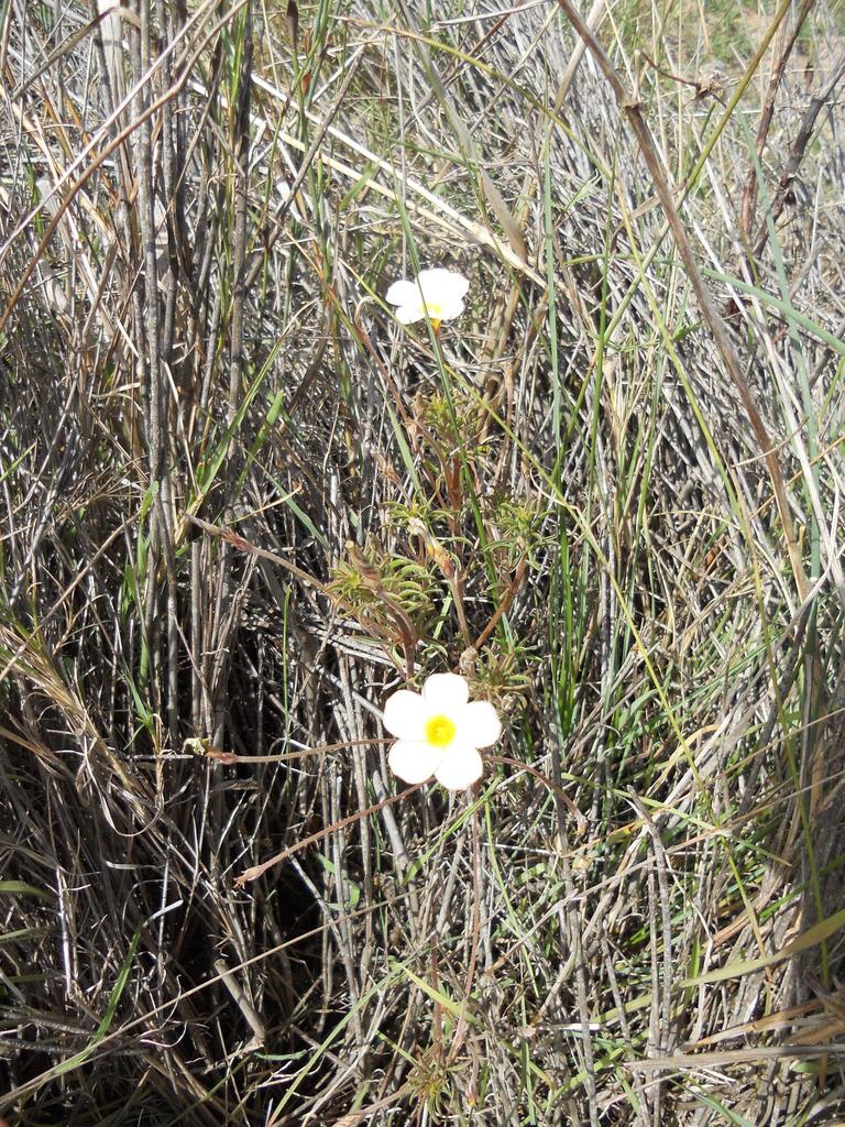 Oxalis hirta tenuicaulis from Darling area on April 27, 2013 by Stephen ...