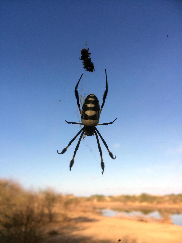 banded-legged golden orb-web spider from Boa Vista, Cape Verde on ...