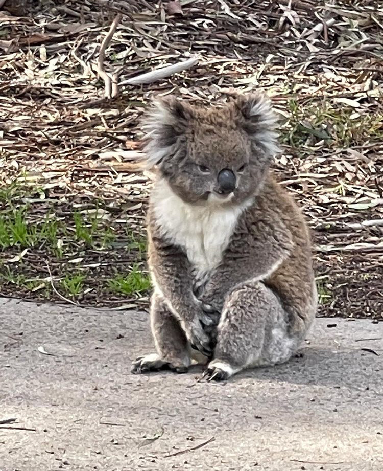 Koala from Kew Golf Club, Kew East, VIC, AU on July 30, 2021 at 03:30 ...