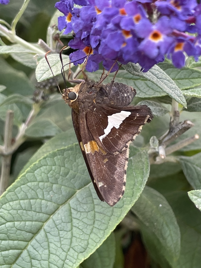 Silver-spotted Skipper from Fairfield Ave, Cincinnati, OH, US on August ...