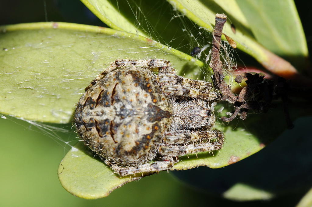 Neoscona vigilans (Spiders of Java) · iNaturalist