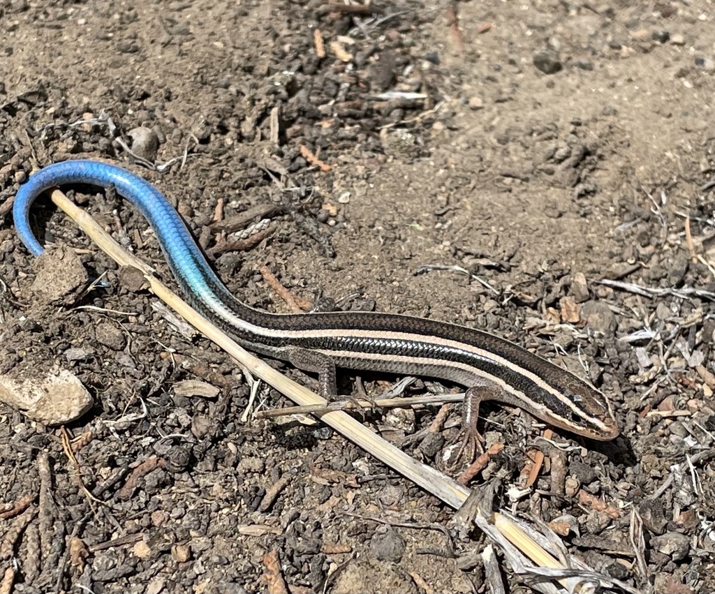 Western Skink from NW Lower Bridge Way, Terrebonne, OR, US on August 21 ...