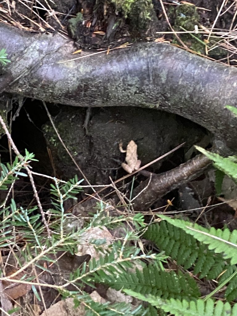 Spring Peeper from White Oaks Rd, Laconia, NH, US on August 21, 2021 at ...