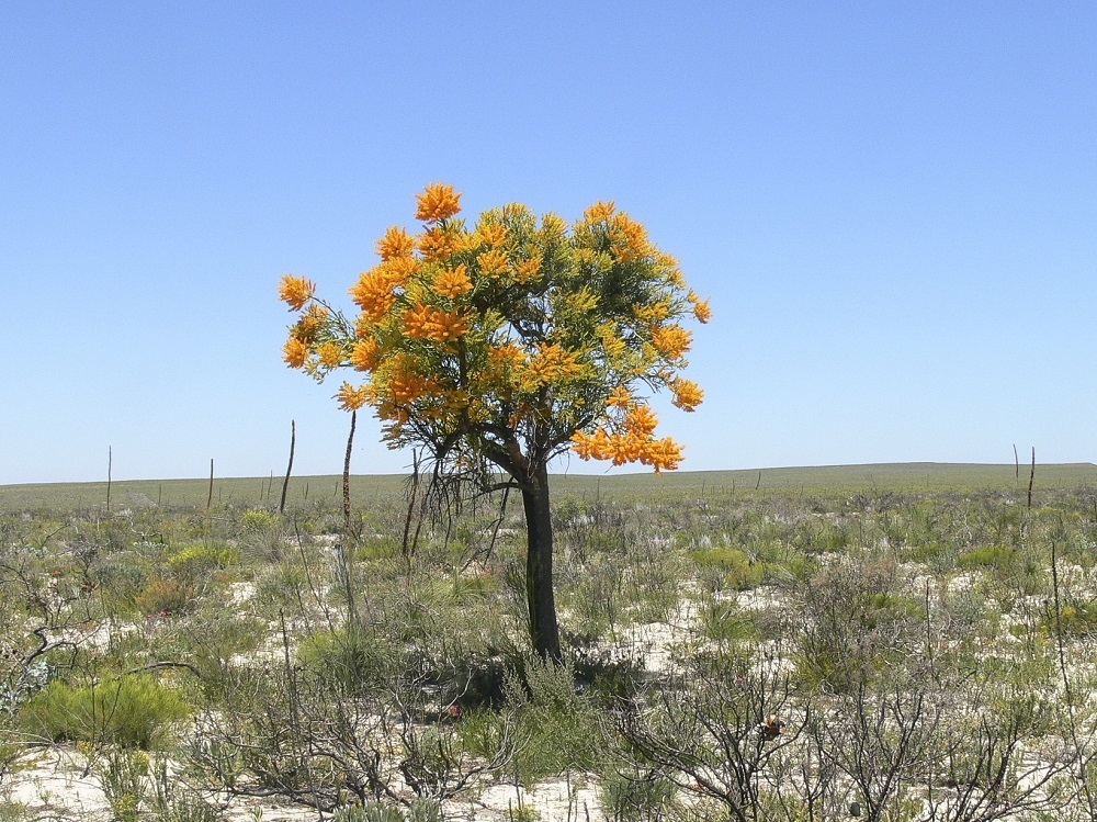 Western Australian Christmas Tree from Eneabba, WA on November 27, 2005 ...