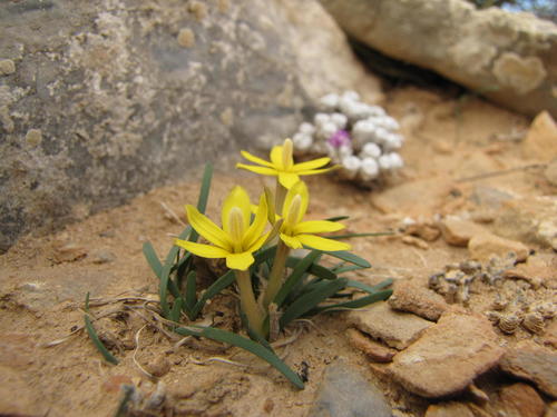 Ixia acaulis · iNaturalist