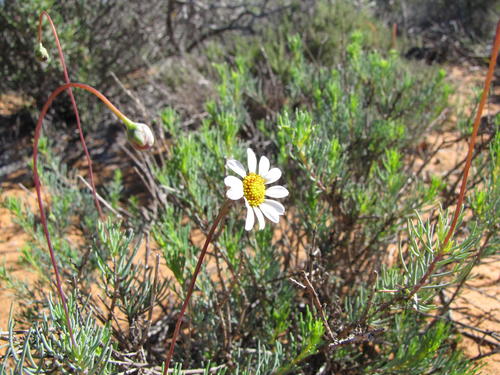 Leucoptera nodosa · iNaturalist Ecuador