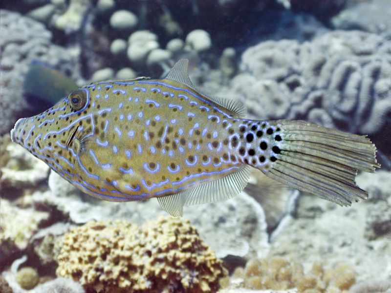 Scrawled Filefish (ソウシハギ) (Kushimoto aquarium and undersea tower ...