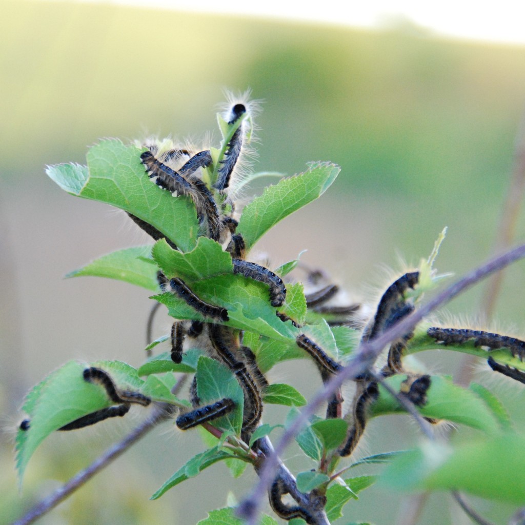 Eastern Tent Caterpillar Moth from Lombard, IL, USA on May 17, 2009 at ...