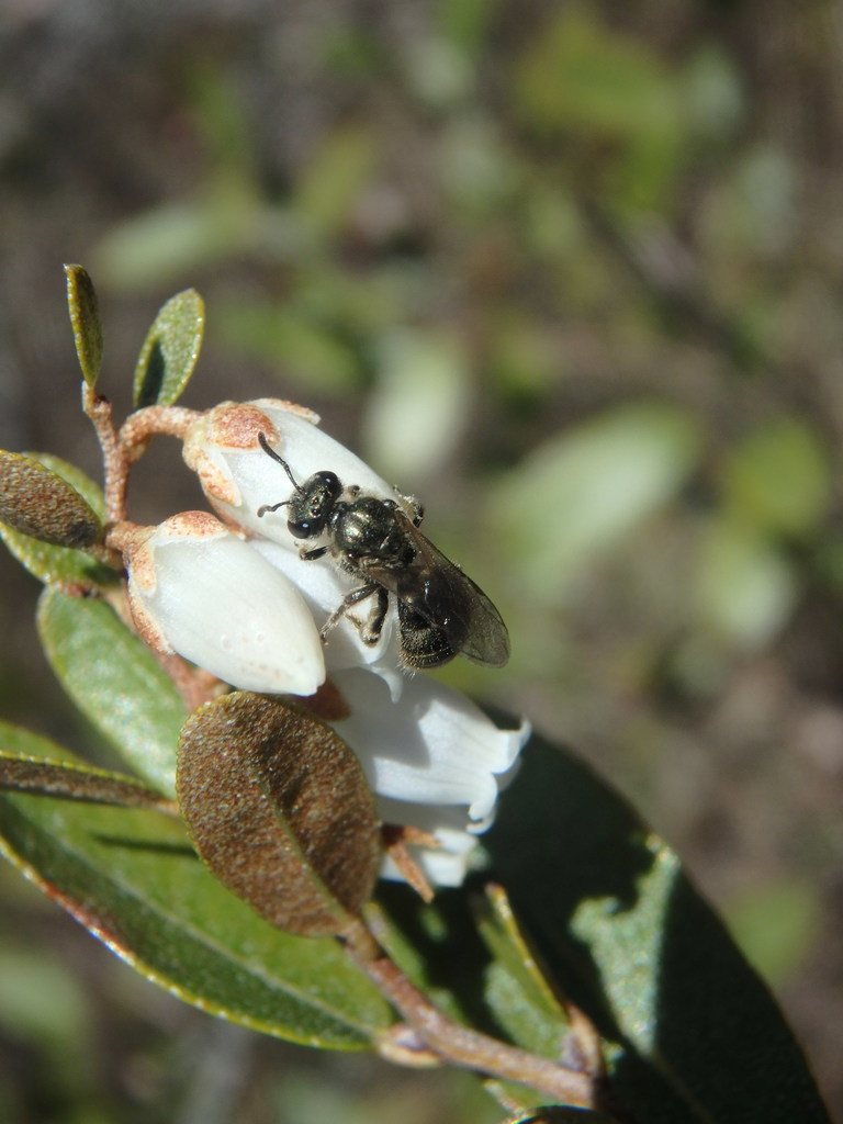 Metallic Sweat Bees from Alger County, MI, USA on May 12, 2021 at 02:21 ...