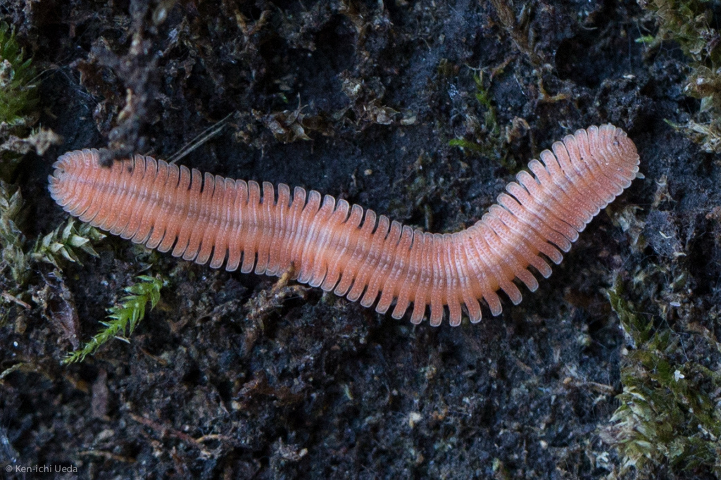 Brachycybe rosea (Millipedes of Oregon Caves National Monument and ...
