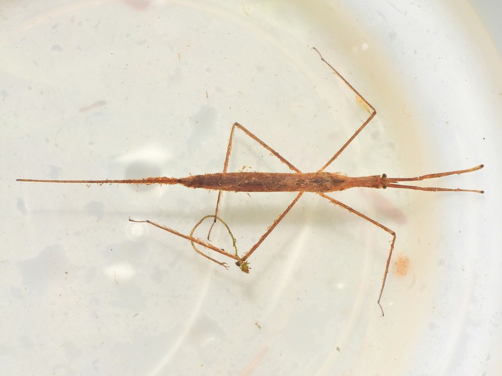 Ranatra from Garrett County, MD, USA on August 21, 2021 at 12:07 PM by ...