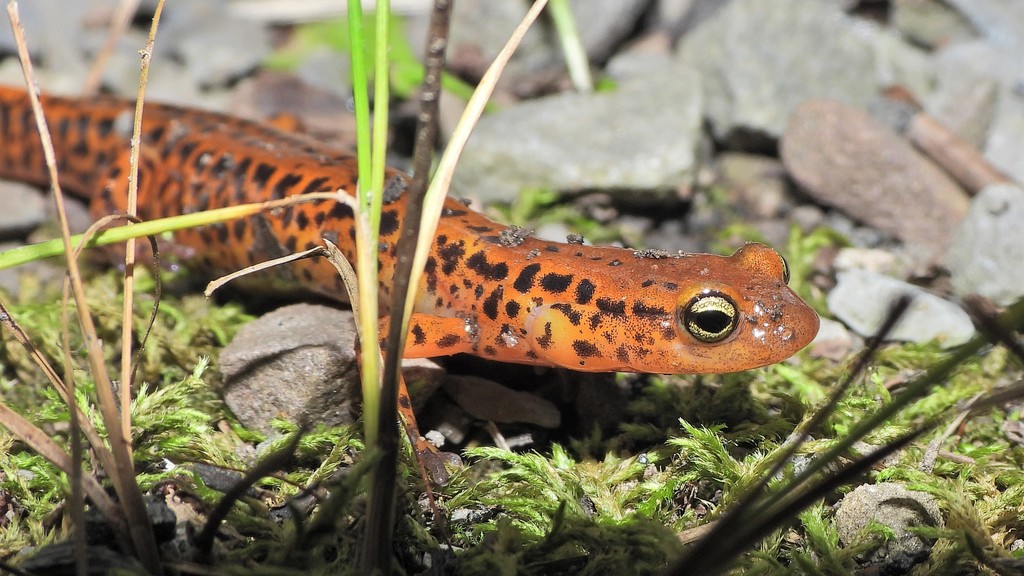 Eastern Long-tailed Salamander from Garrett County, MD, USA on August ...