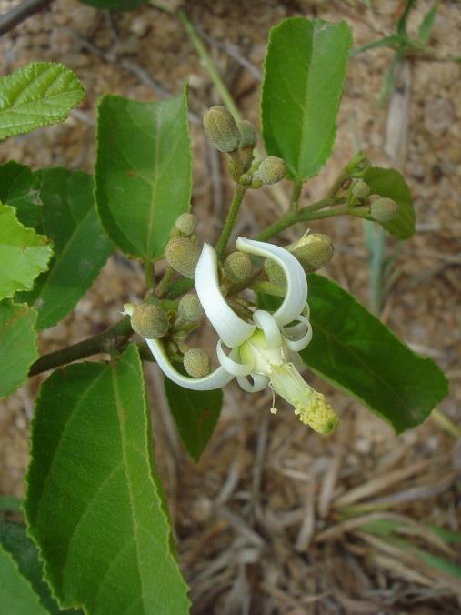 large-flowered white raisin (Grewia pachycalyx) - Botanical Realm